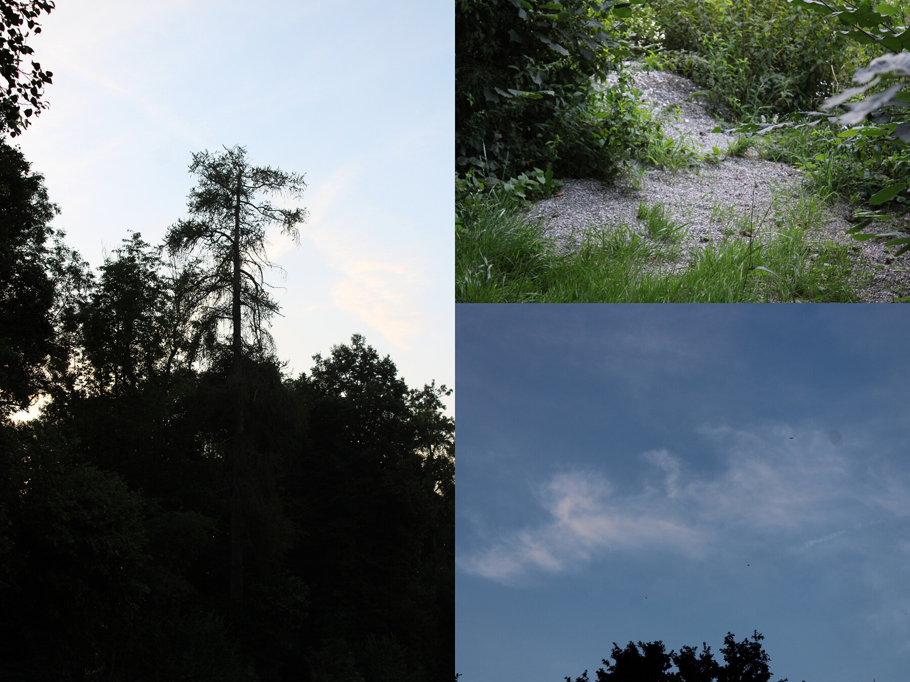 ArtStation - Forest Reference Pack Vol. 1 | Resources