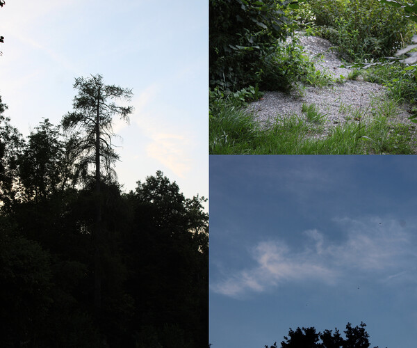 ArtStation - Forest Reference Pack Vol. 1 | Resources