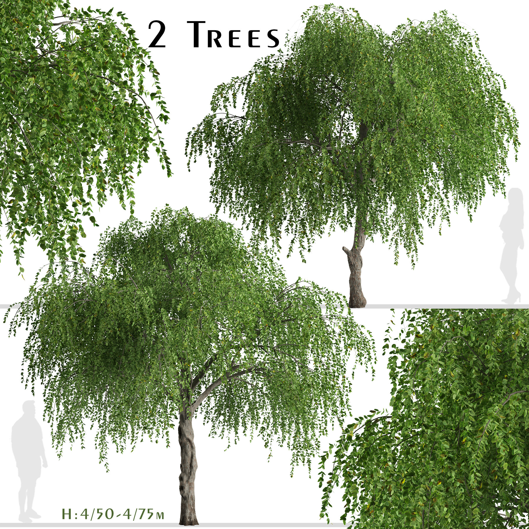 ArtStation - Set of Chinese Elm Trees (Ulmus parvifolia) (2 Trees ...