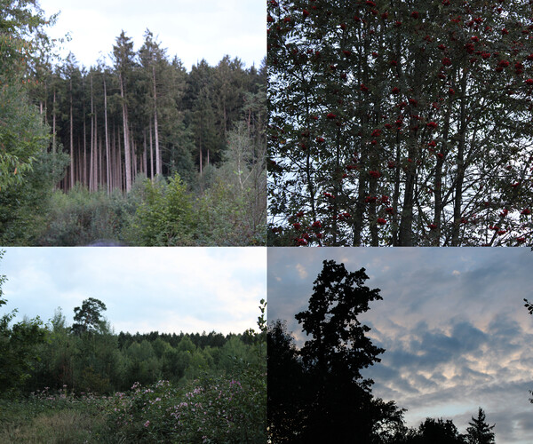 ArtStation - Forest Reference Pack Vol. 3 | Resources