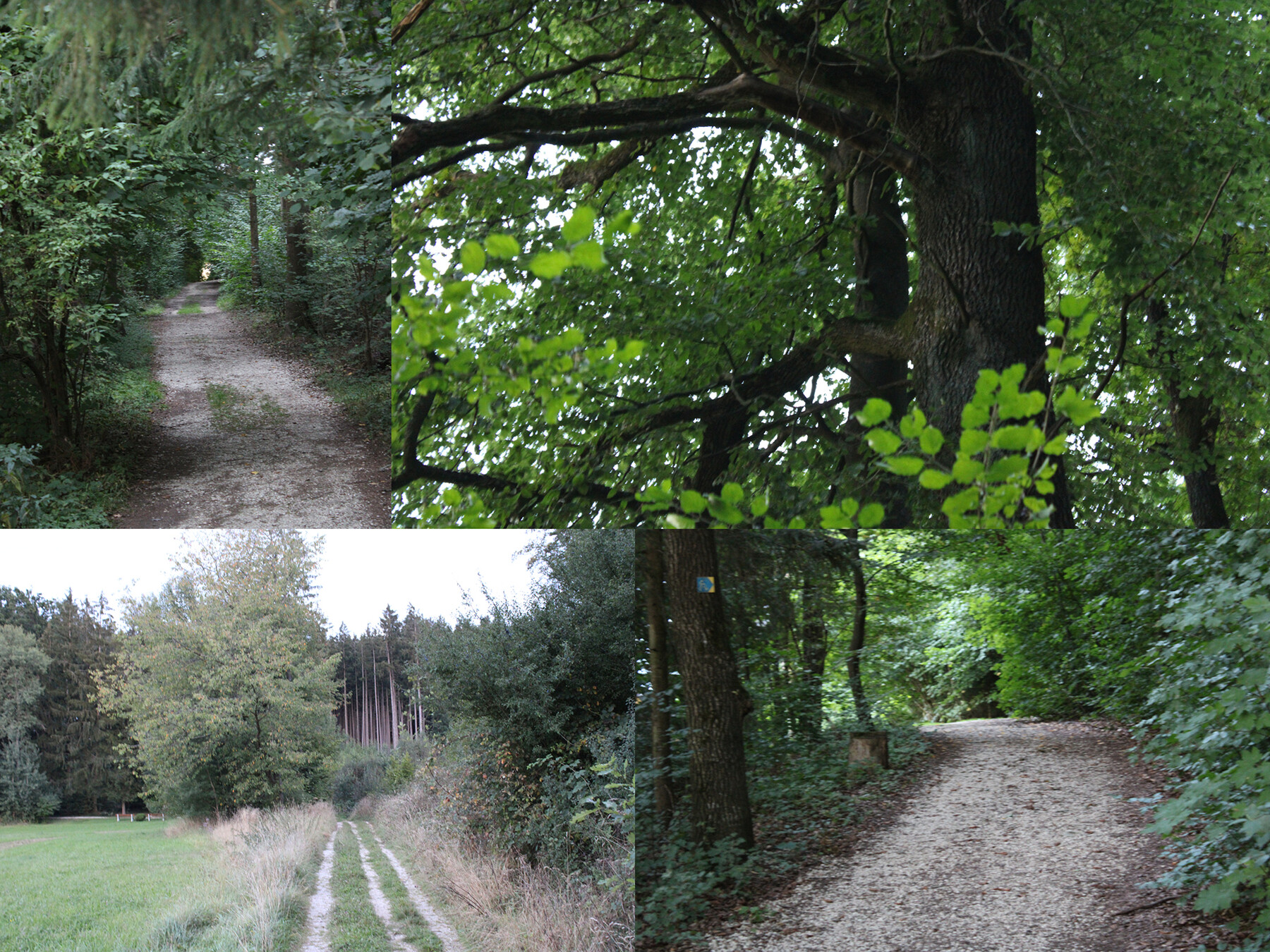 ArtStation - Forest Reference Pack Vol. 3 | Resources