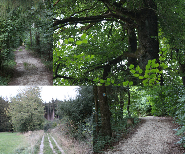 ArtStation - Forest Reference Pack Vol. 3 | Resources