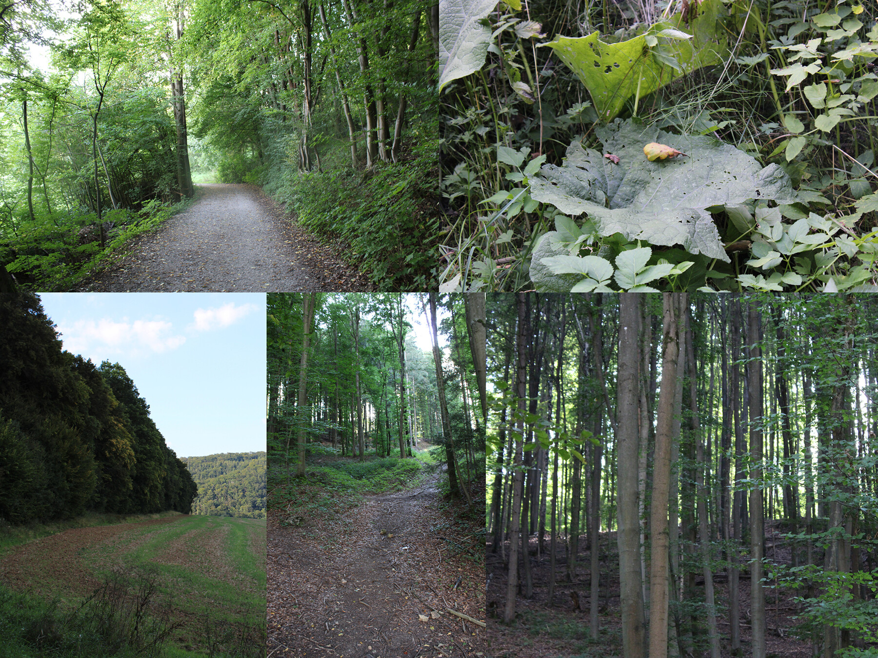 ArtStation - Forest Reference Pack Vol. 4 | Resources