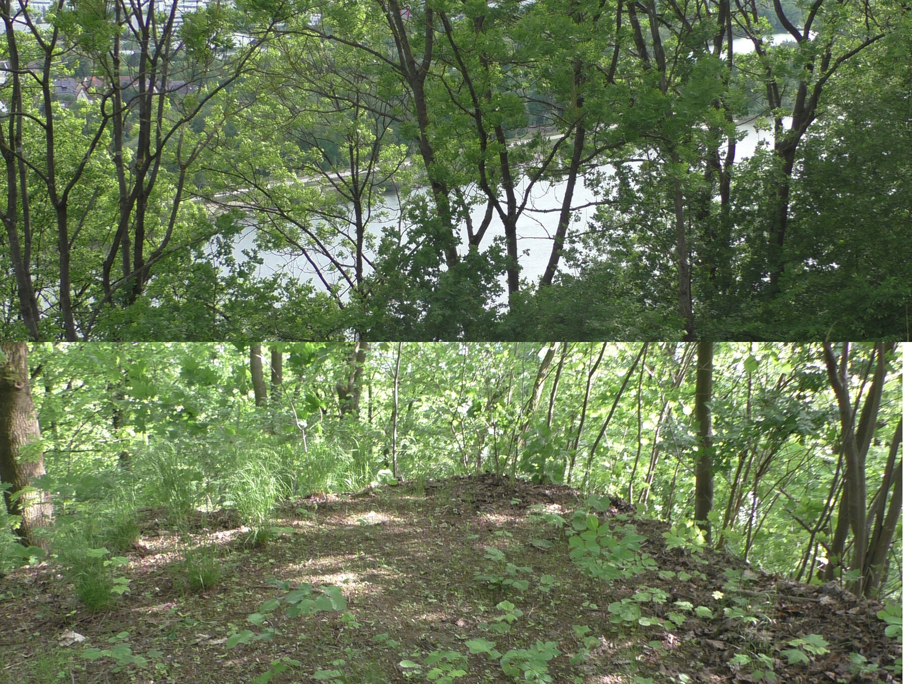 ArtStation - Forest Reference Pack Vol. 5 | Resources