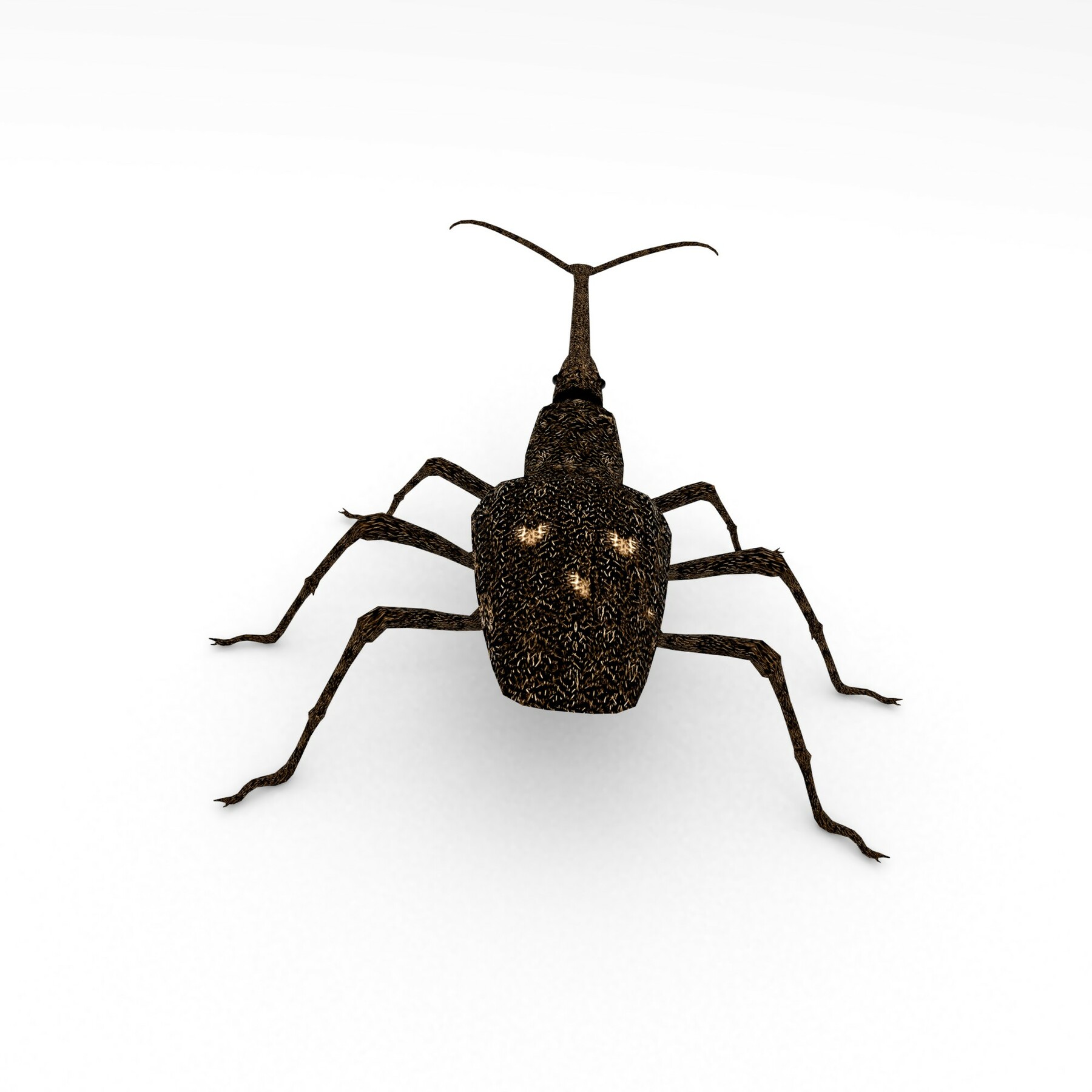 ArtStation - New Zealand giraffe weevil | Resources