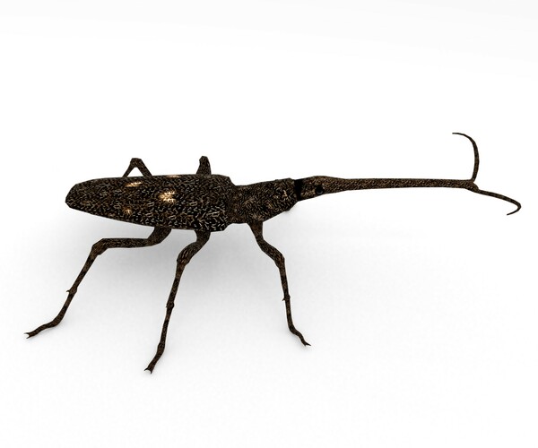 ArtStation - New Zealand giraffe weevil | Resources