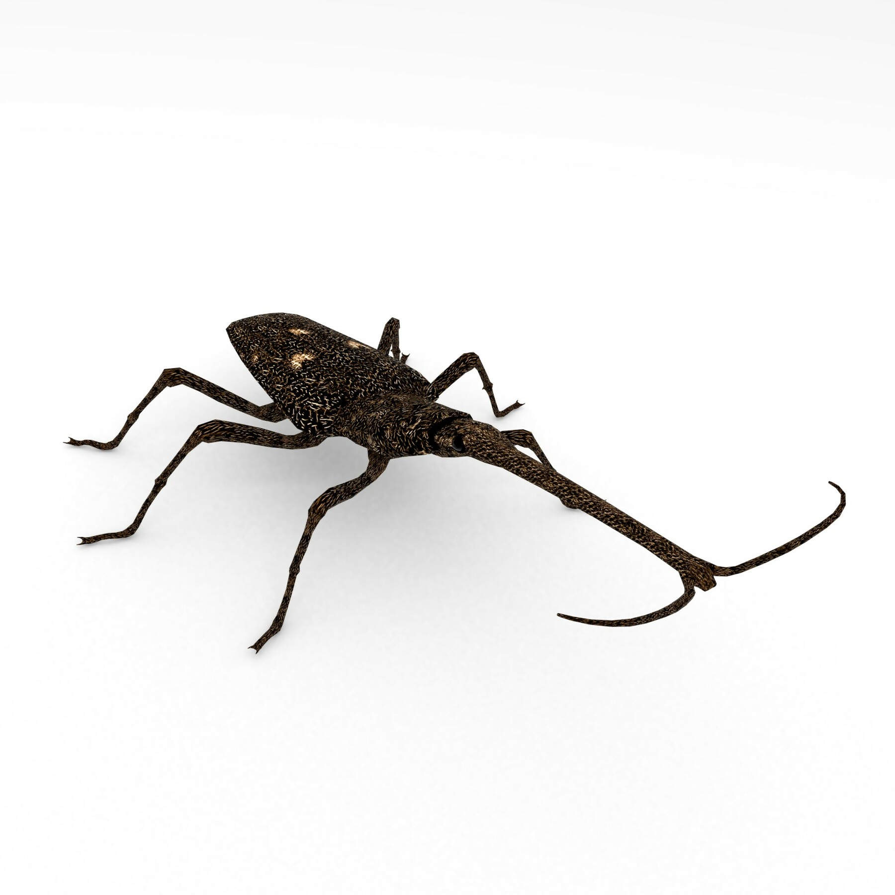 ArtStation - New Zealand giraffe weevil | Resources