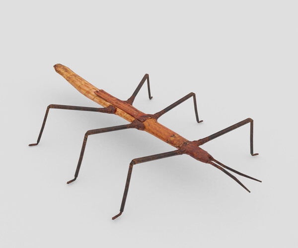 ArtStation - Stick Insect | Resources