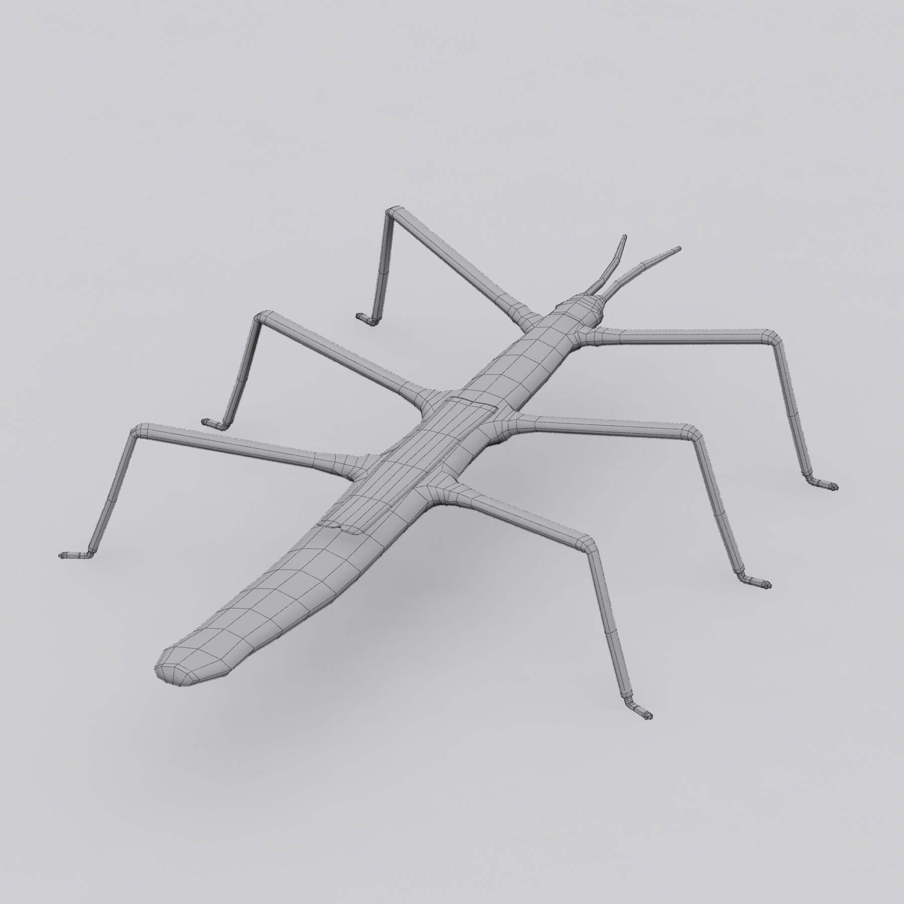 ArtStation - Stick Insect | Resources
