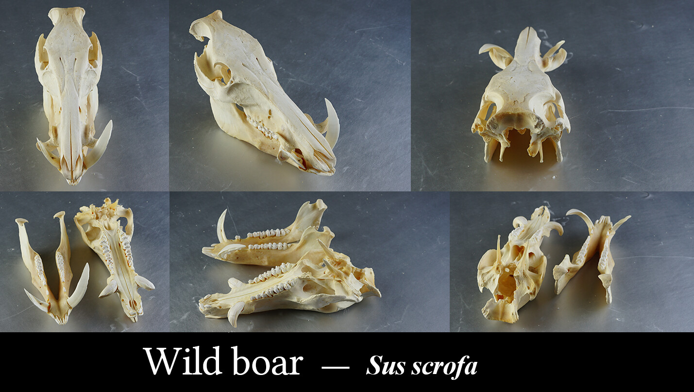 ArtStation - 1000+ Skull Reference Collection (Pt. II) | Resources