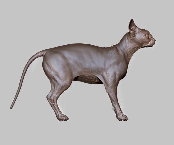ArtStation - CAT - sculpt/retopology/uvs | Resources