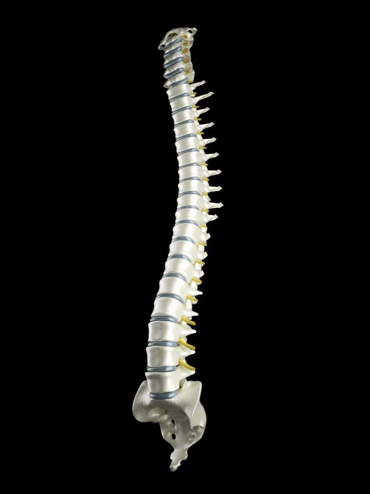 ArtStation - Human Spinal Cord 3D model | Resources