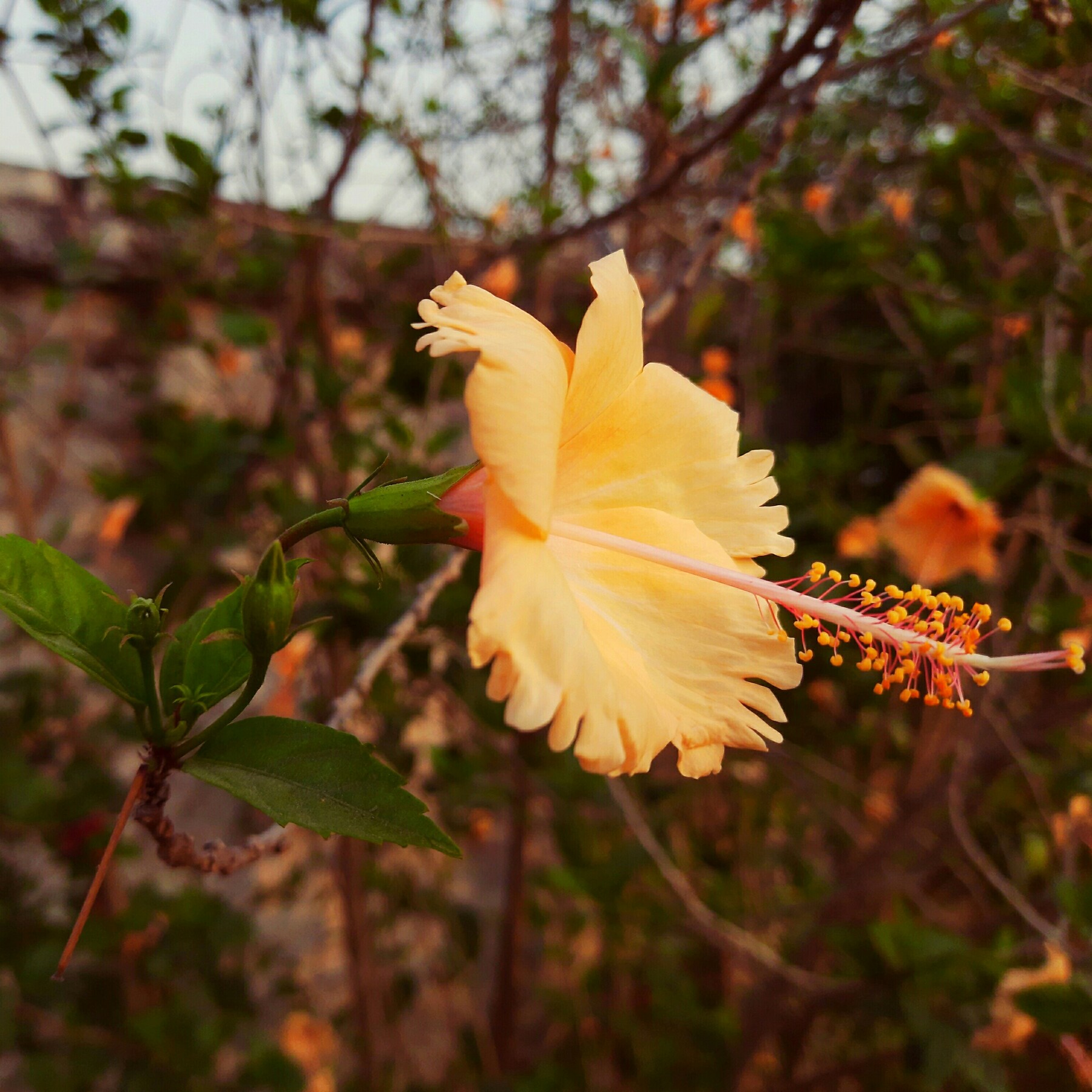 ArtStation - Hibiscus HDRI | Resources