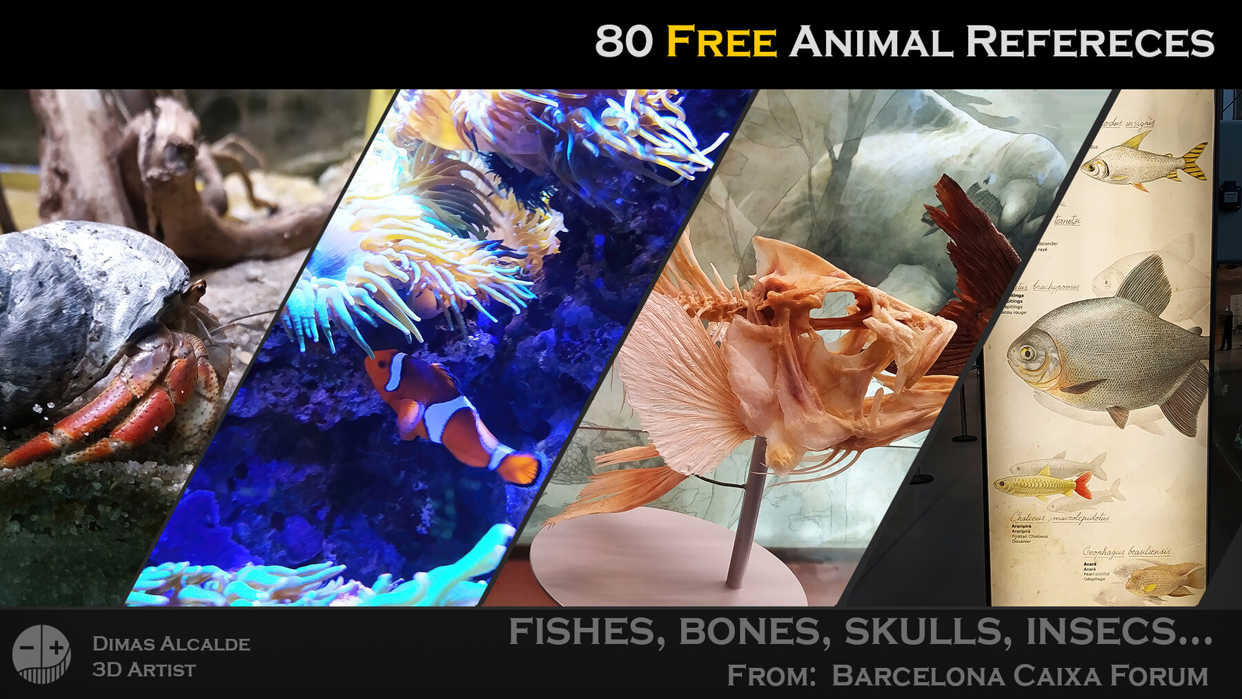 ArtStation - Ref Free Pack - Animals Reference (80 Pics) - [Barcelona ...