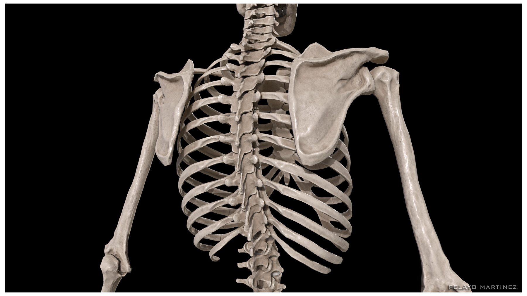 ArtStation - Anatomical High Quality low poly Human Skeleton | Game Assets