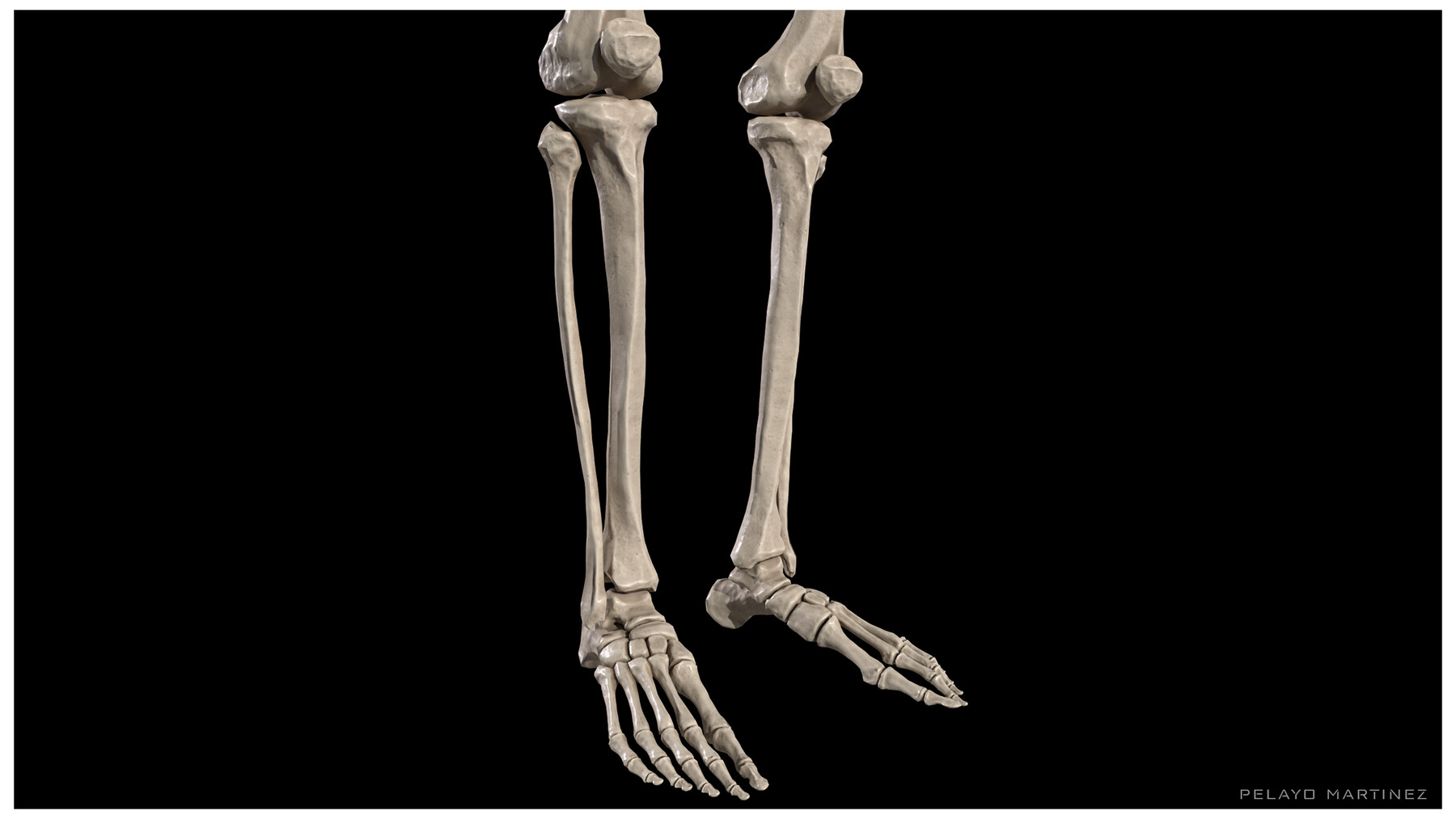 ArtStation - Anatomical High Quality low poly Human Skeleton | Game Assets