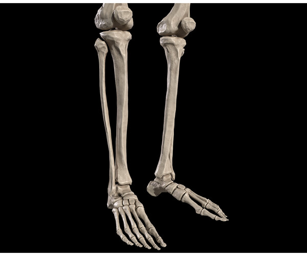 ArtStation - Anatomical High Quality low poly Human Skeleton | Game Assets