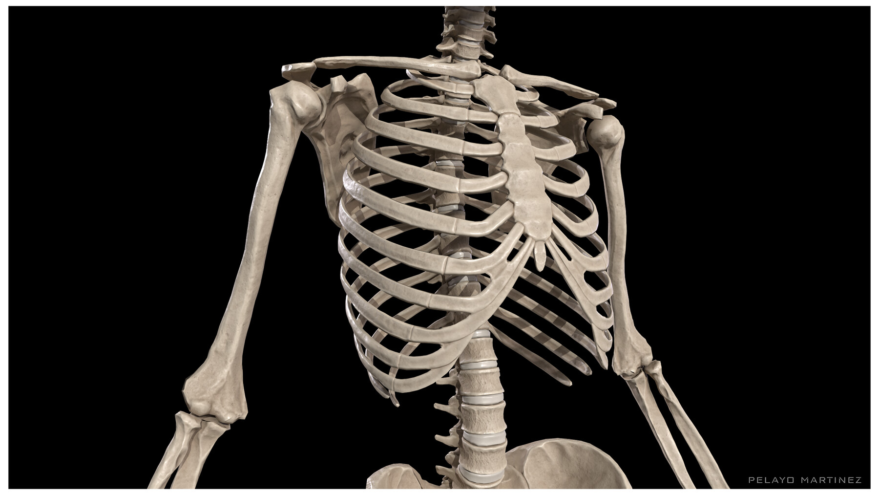 ArtStation - Anatomical High Quality low poly Human Skeleton | Game Assets