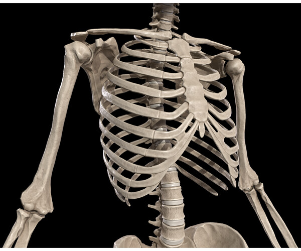 ArtStation - Anatomical High Quality low poly Human Skeleton | Game Assets