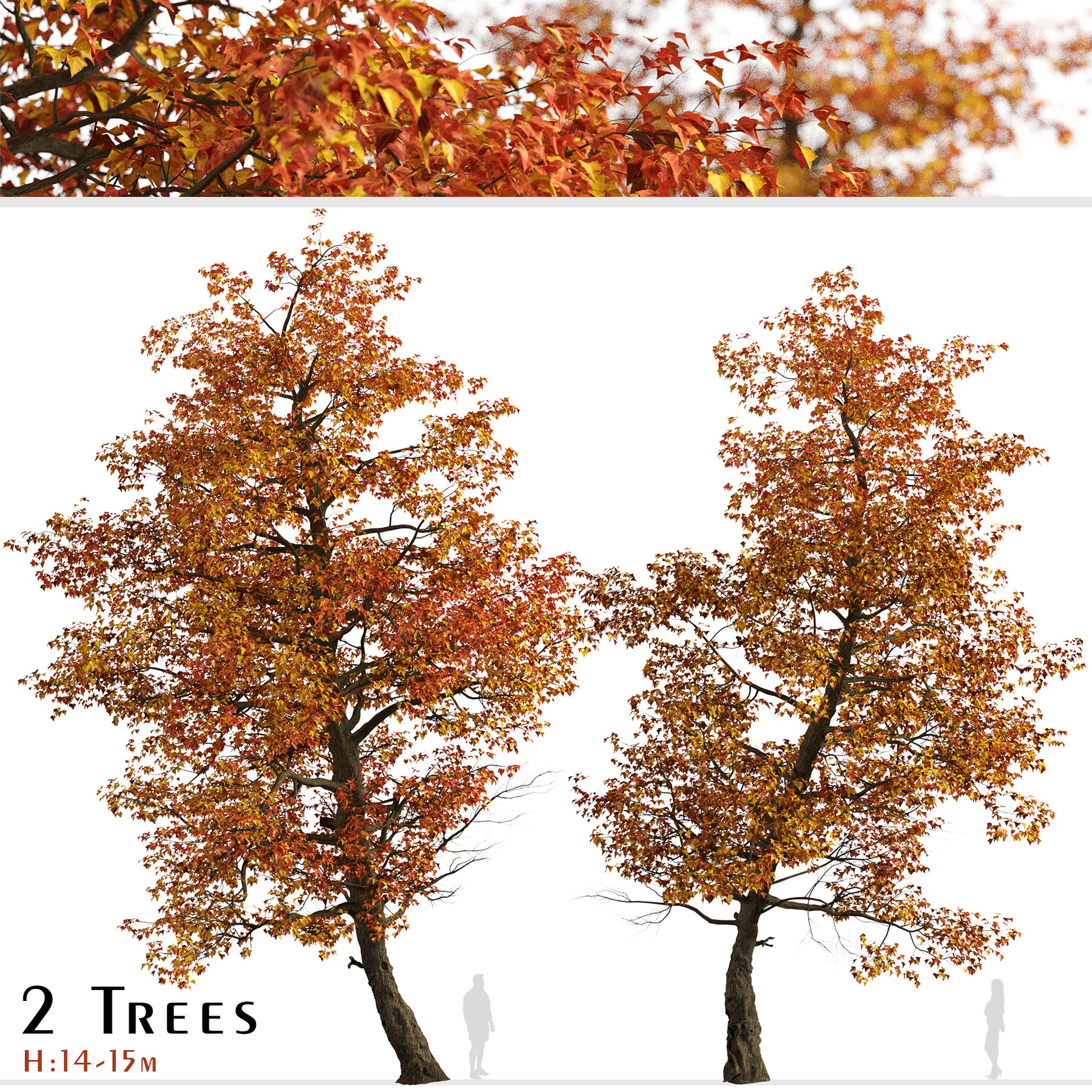 ArtStation - Set of Acer Buergerianum Trees (Trident maple) (2 Trees ...