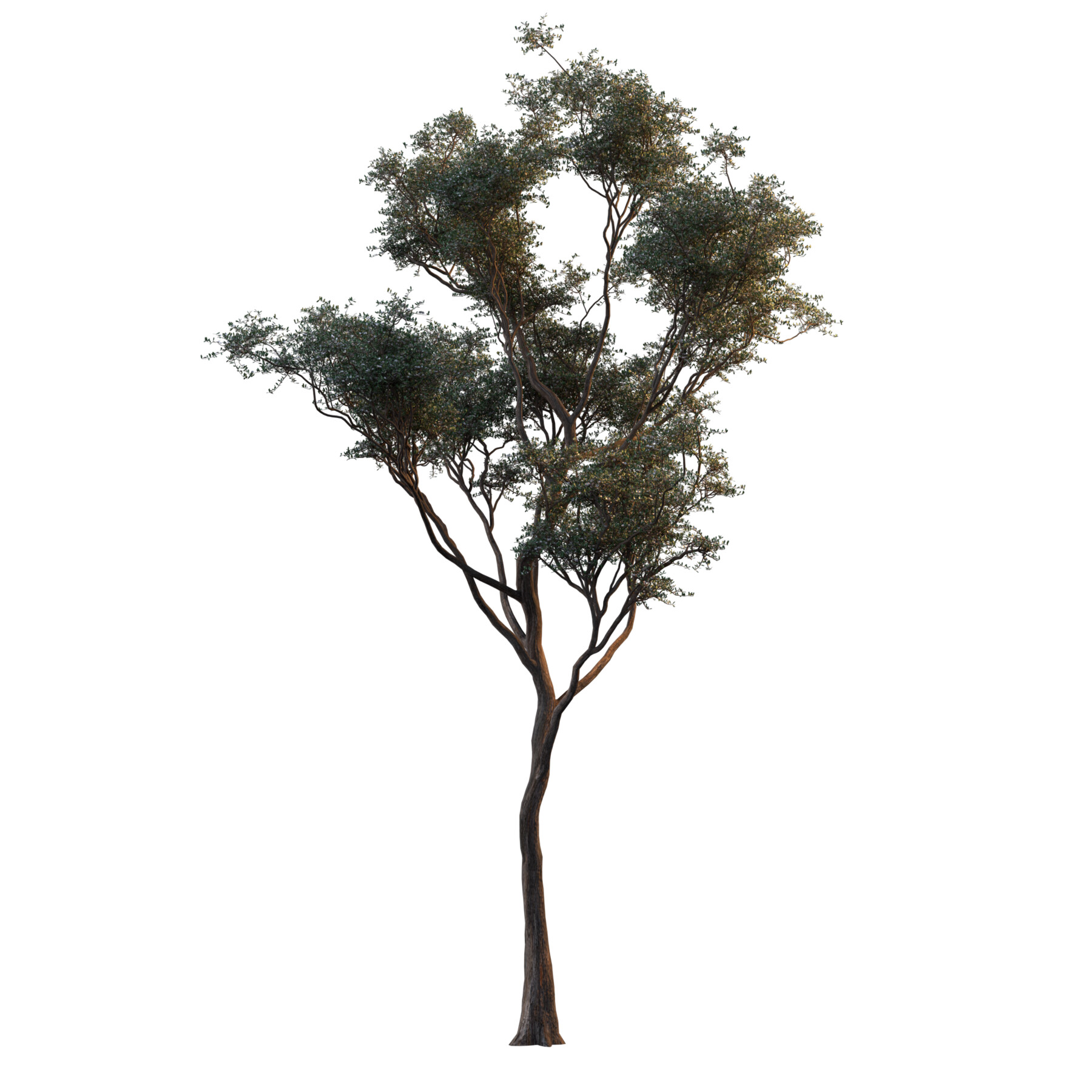 ArtStation - manuka tree asset pack | Resources