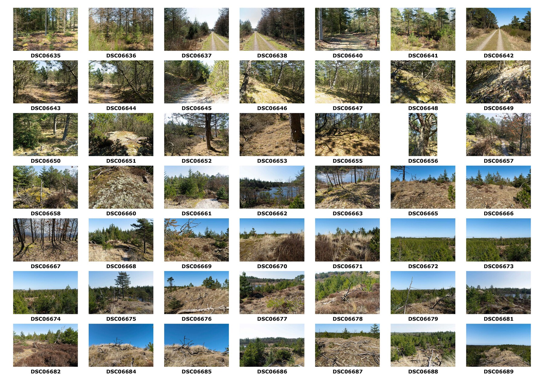 ArtStation - THY VOL.3 - NORDIC PINE FOREST / Photo Reference / 400 ...