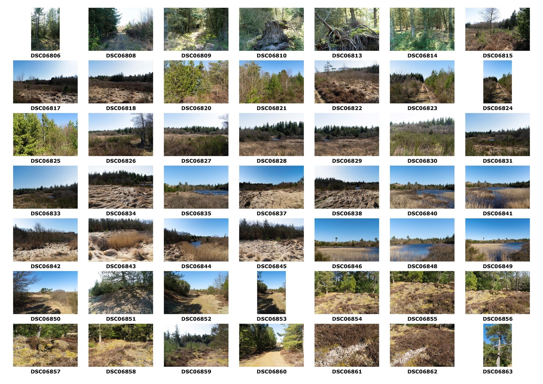 ArtStation - THY VOL.3 - NORDIC PINE FOREST / Photo Reference / 400 ...