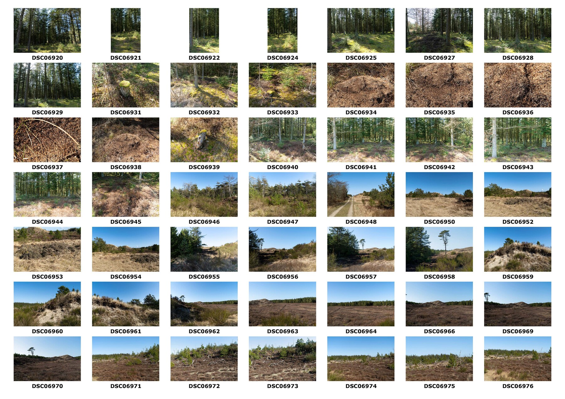 ArtStation - THY VOL.3 - NORDIC PINE FOREST / Photo Reference / 400 ...