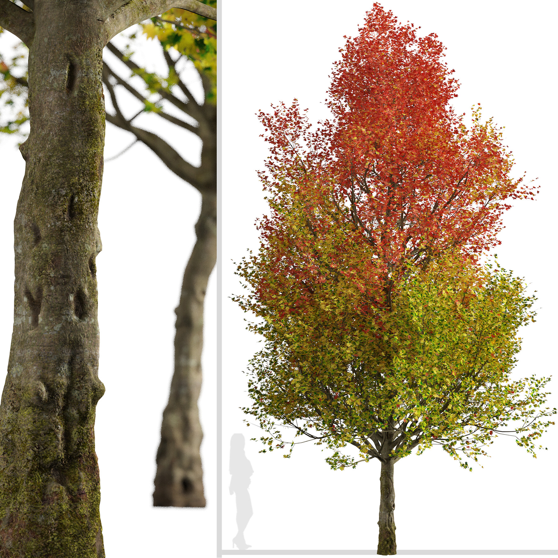 ArtStation - Set of Freeman Maple Trees (Acer freemanii) (2 Trees ...