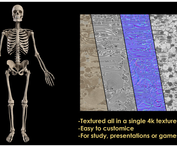ArtStation - Anatomical High Quality low poly Human Skeleton | Game Assets