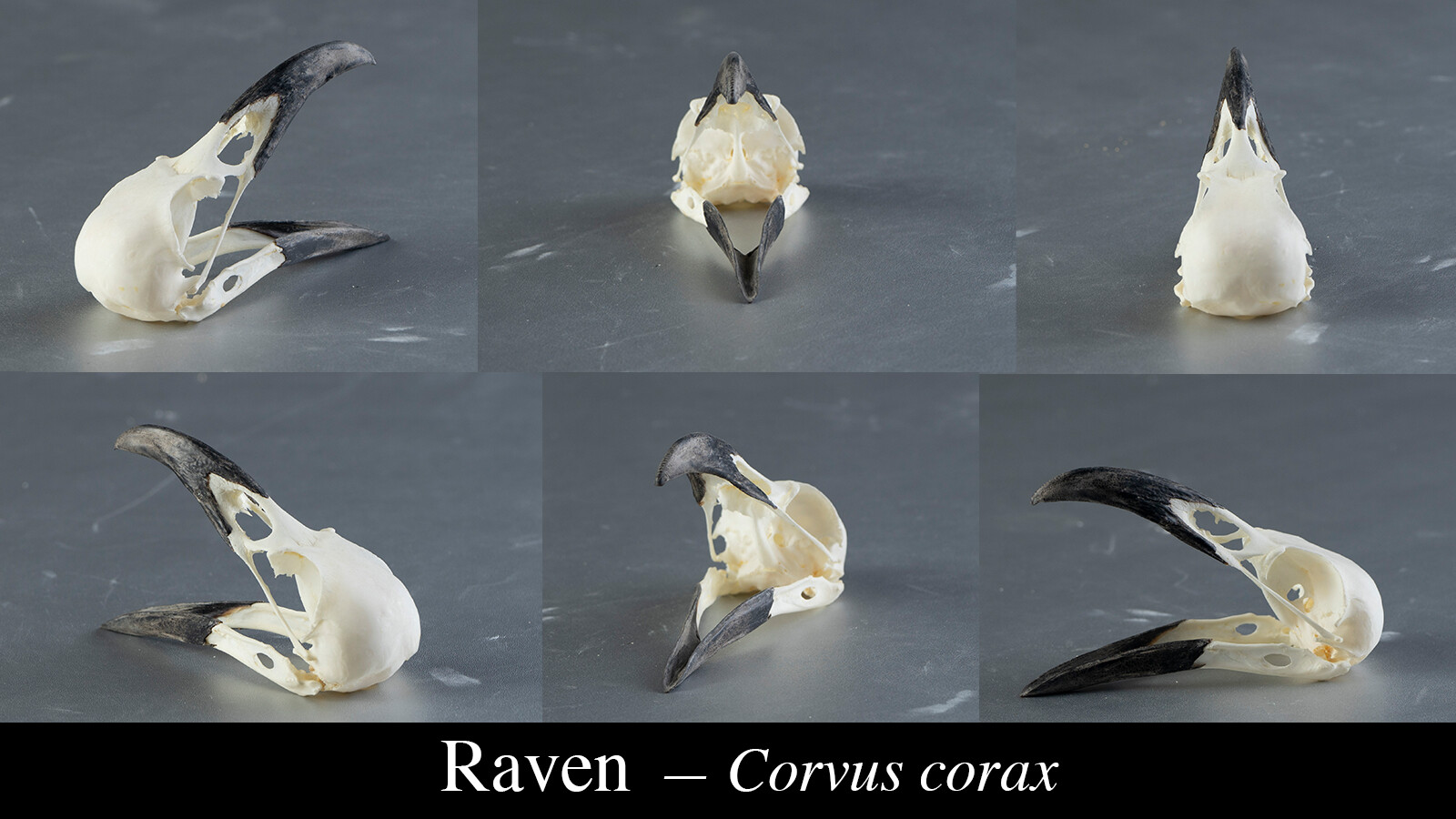 Grafit Studio - 1200+ Turnaround Skull Collection Reference Pictures