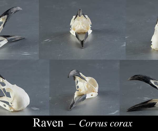 ArtStation - 1200+ Turnaround Skull Collection Reference Pictures ...