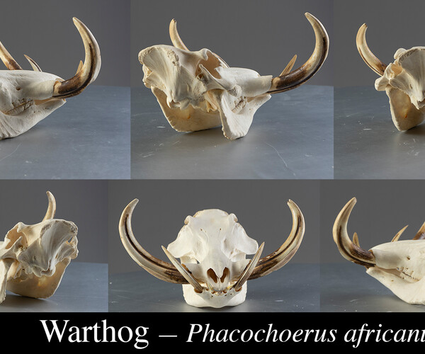ArtStation - 1200+ Turnaround Skull Collection Reference Pictures ...