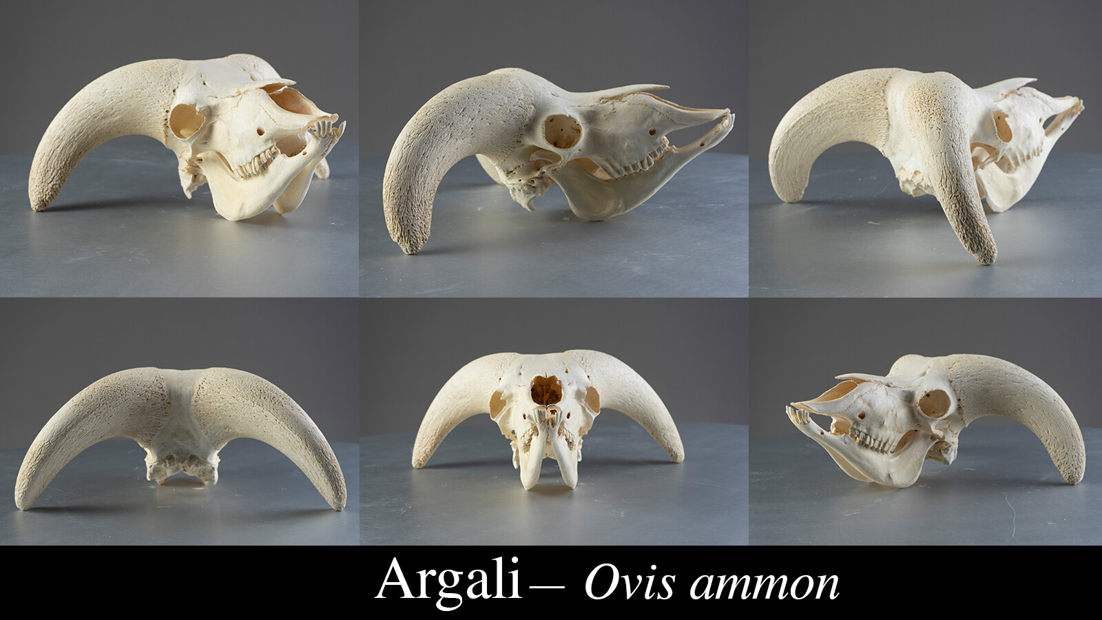 ArtStation - 1200+ Turnaround Skull Collection Reference Pictures ...