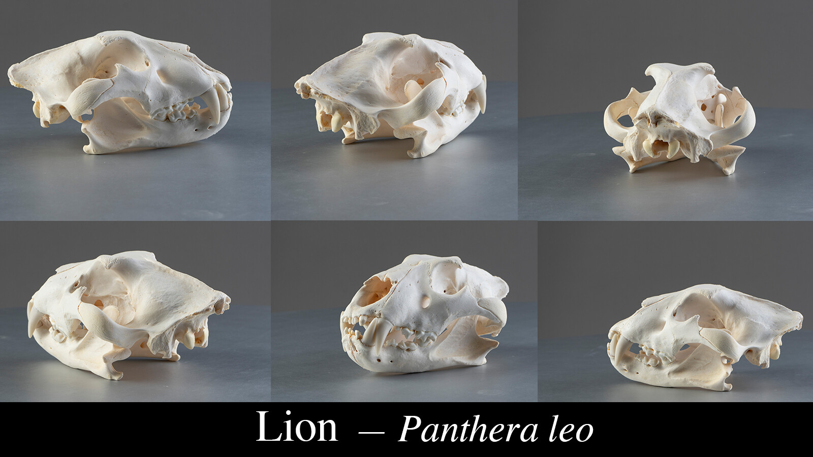 Grafit Studio - 1200+ Turnaround Skull Collection Reference Pictures