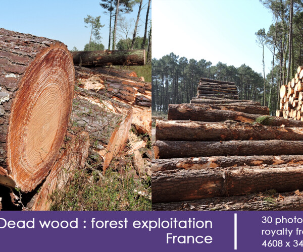 ArtStation - Free pack - Dead wood : forest exploitation | Resources