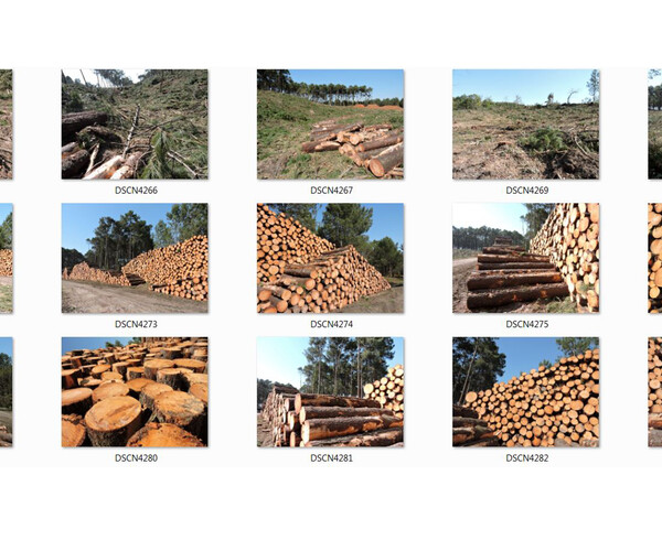 ArtStation - Free pack - Dead wood : forest exploitation | Resources