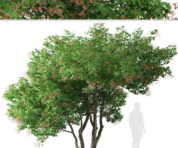 ArtStation - Set of Acer tataricum Trees (Tatarian maple) (3 Trees ...