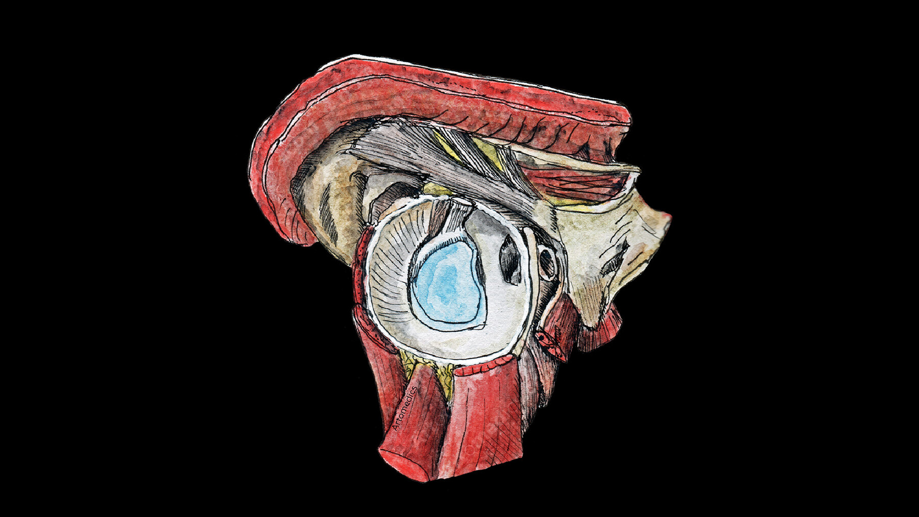 ArtStation - Arm Socket (Lateral view) | Artworks