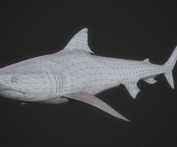 ArtStation - Tiger Shark - Game Ready | Game Assets