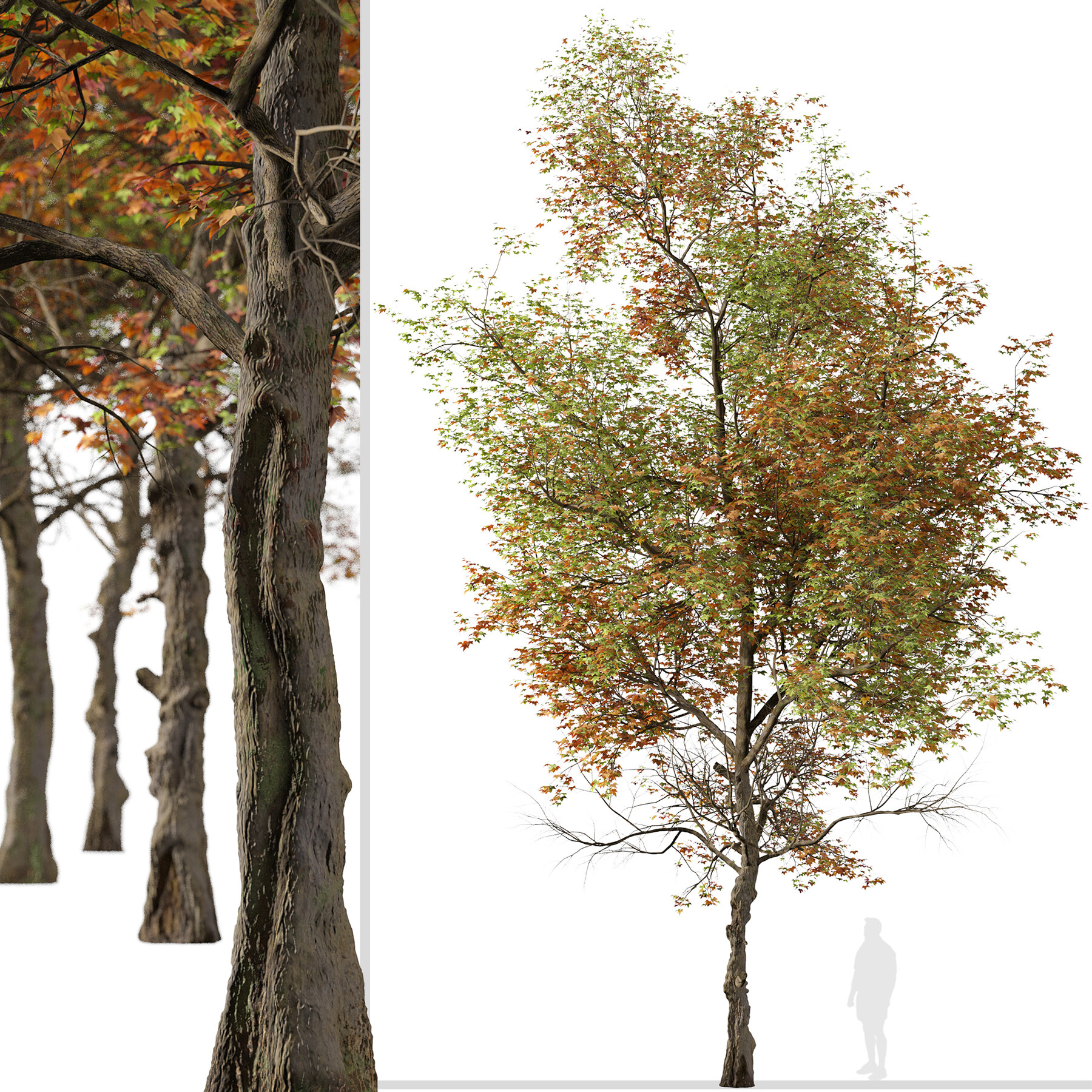 ArtStation - Set of Liquidambar formosana Trees (Formosan gum) (2 Trees ...