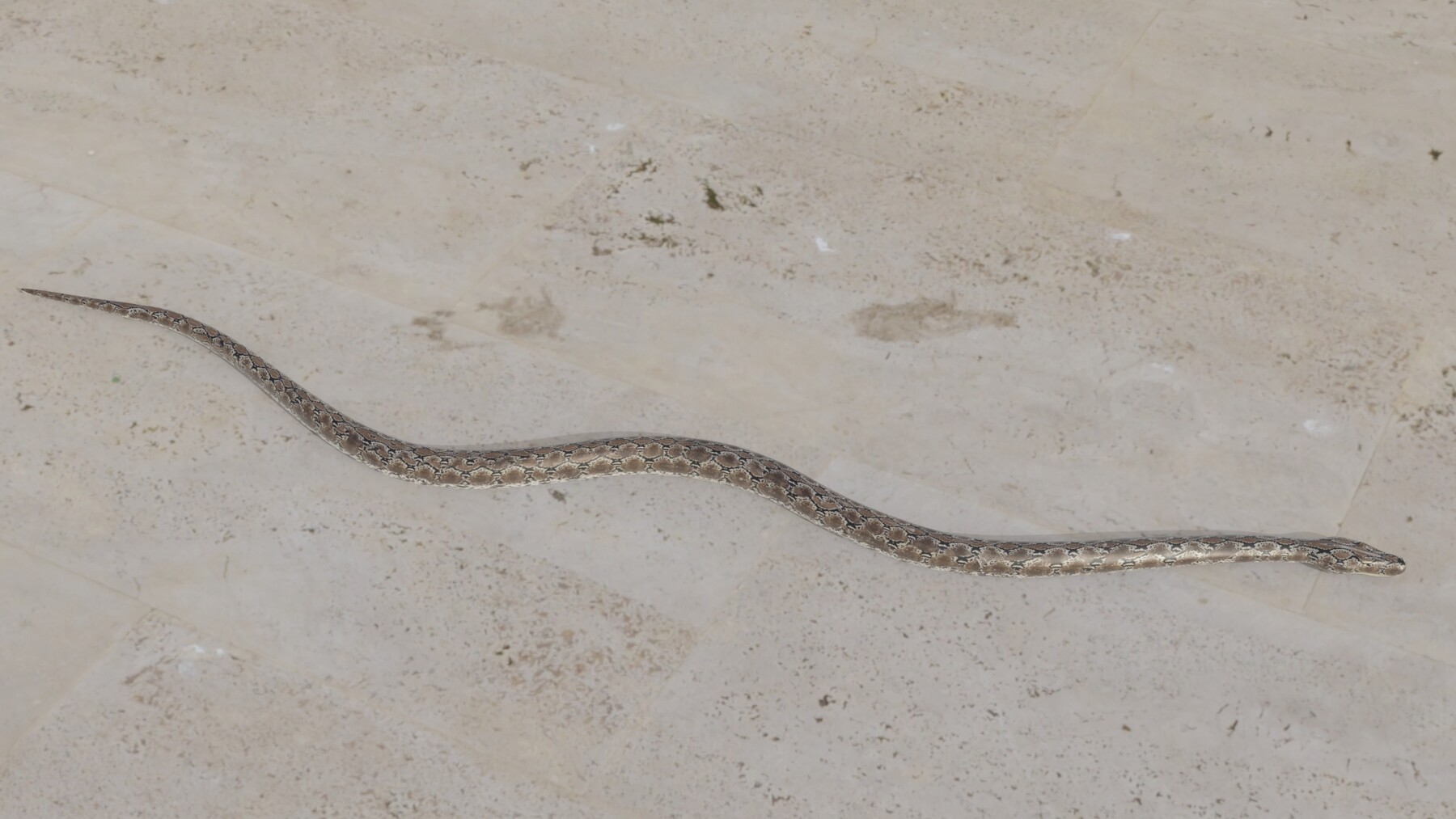 ArtStation - Rigged python 3D model | Resources