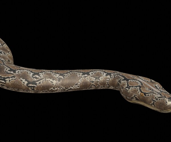 ArtStation - Rigged python 3D model | Resources