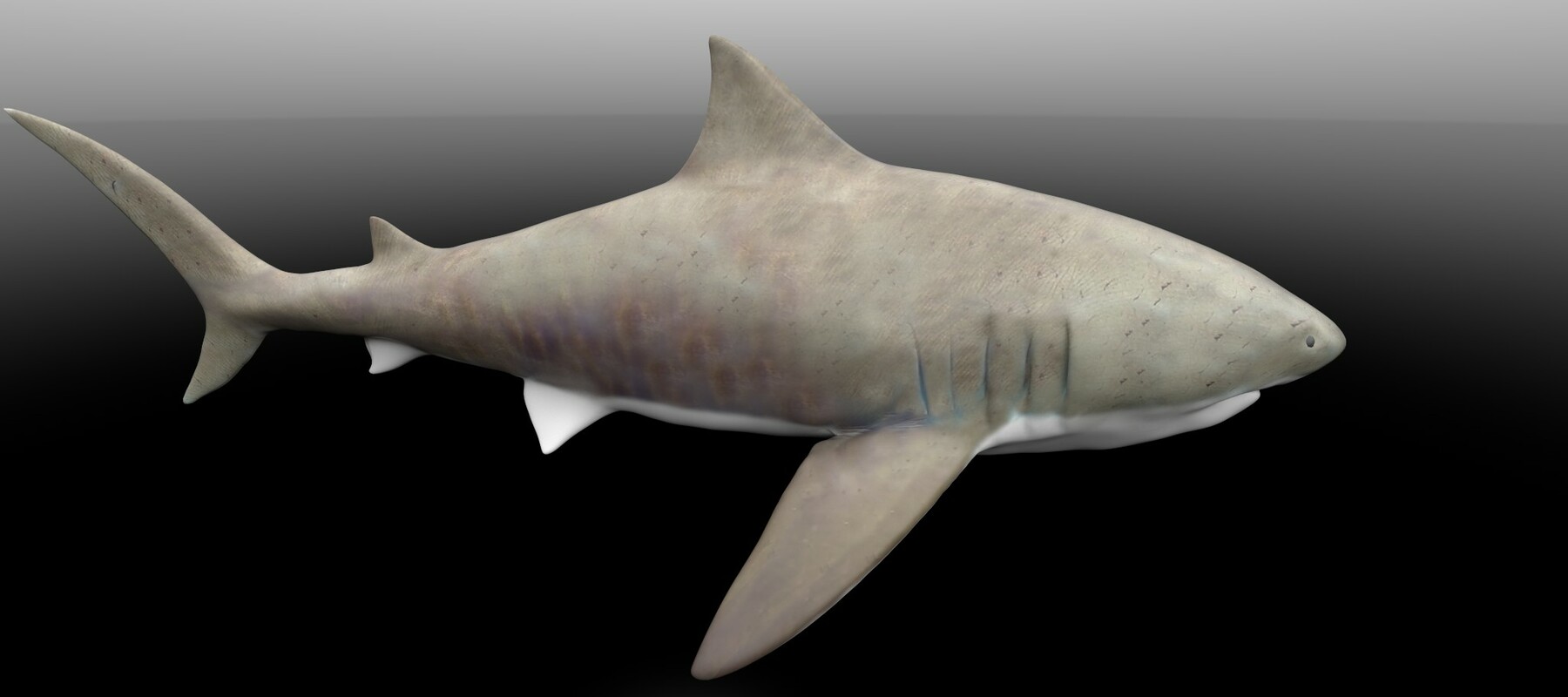 ArtStation - Shark 3D model | Resources