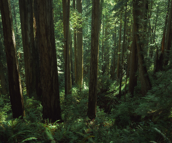 ArtStation - REDWOOD NATIONAL PARK | PHOTOPACK | Resources