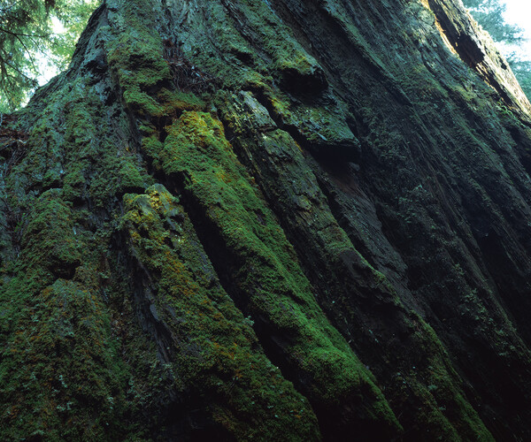 ArtStation - REDWOOD NATIONAL PARK | PHOTOPACK | Resources
