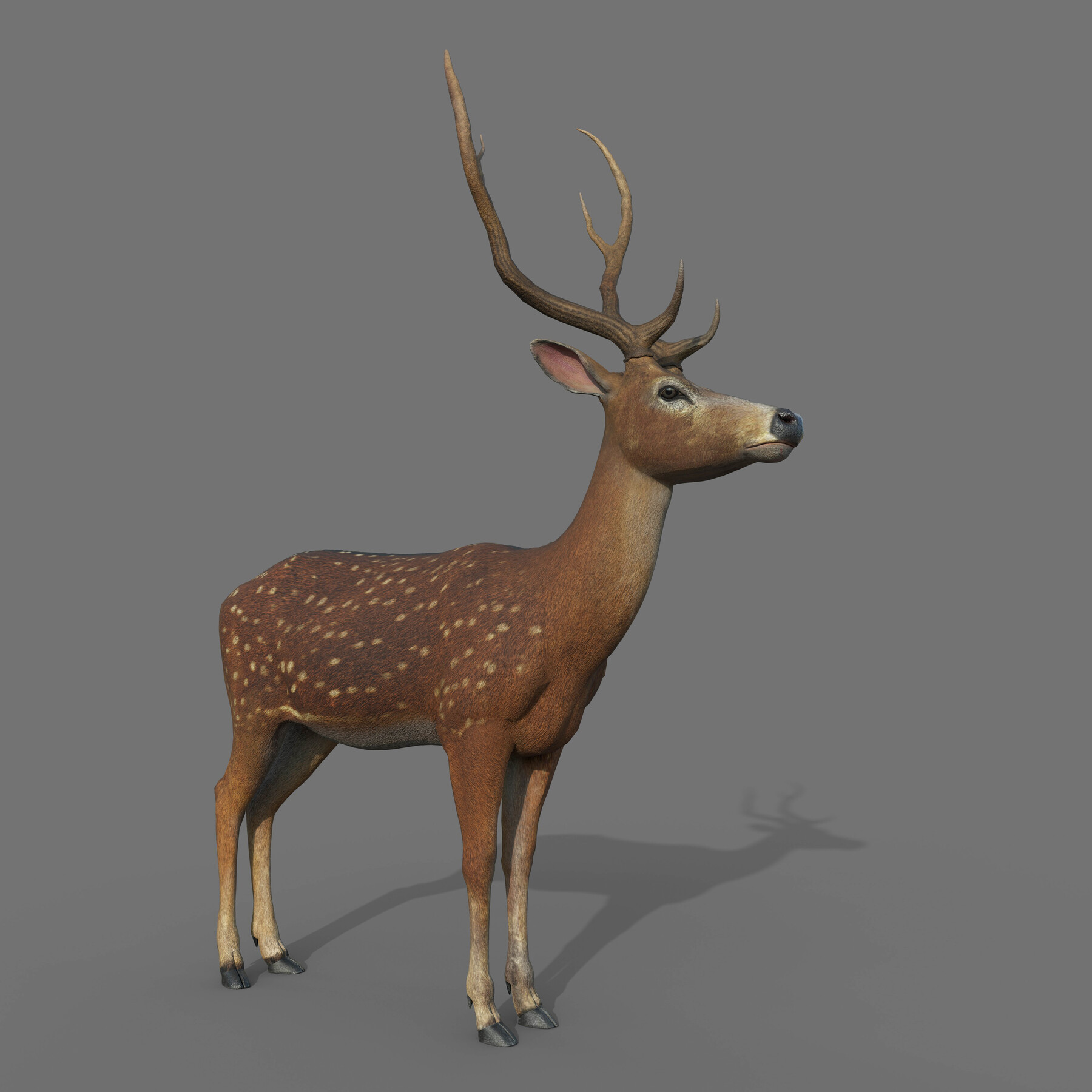 ArtStation - Realistic Deer 3d model with rigged | Game Assets