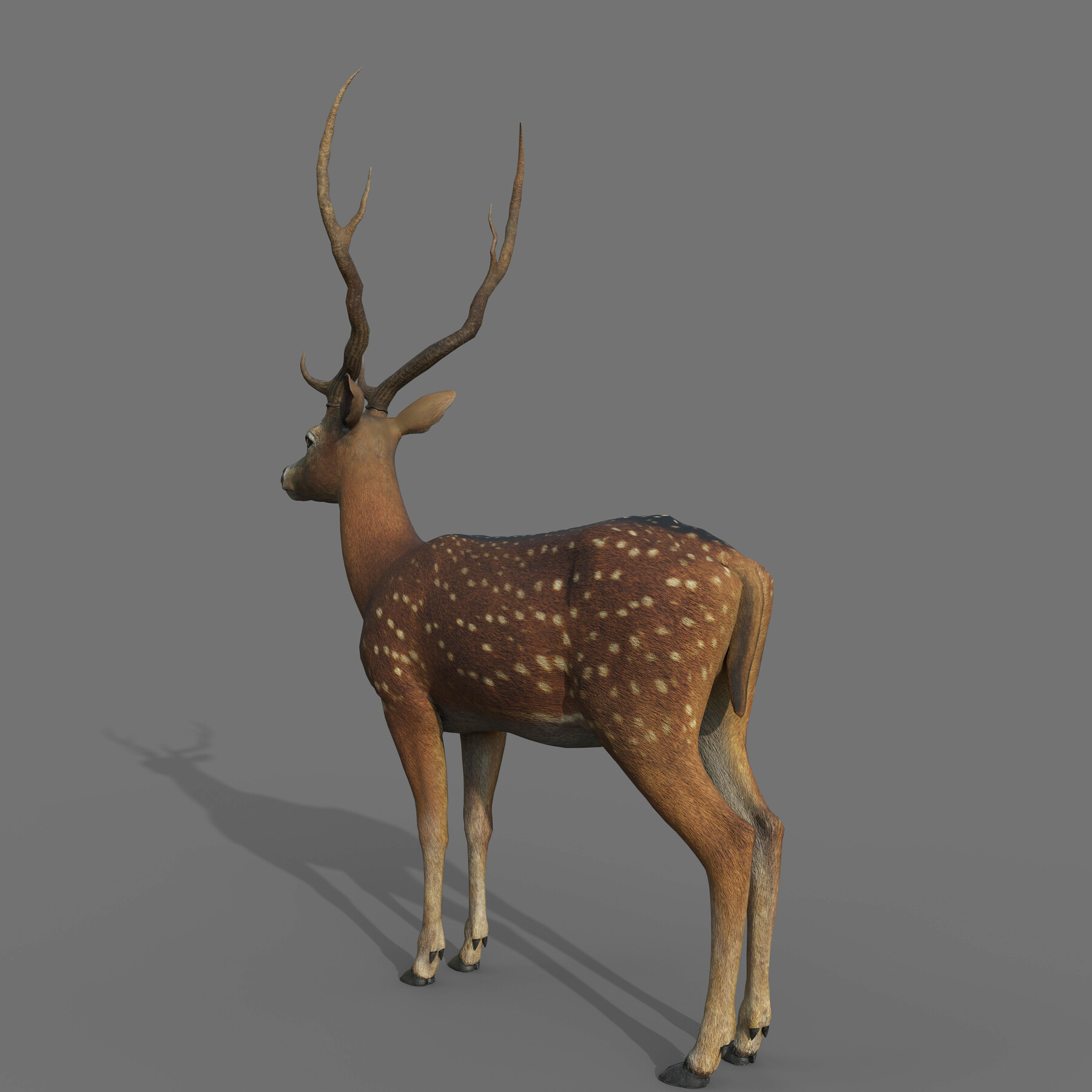 ArtStation - Realistic Deer 3d model with rigged | Game Assets