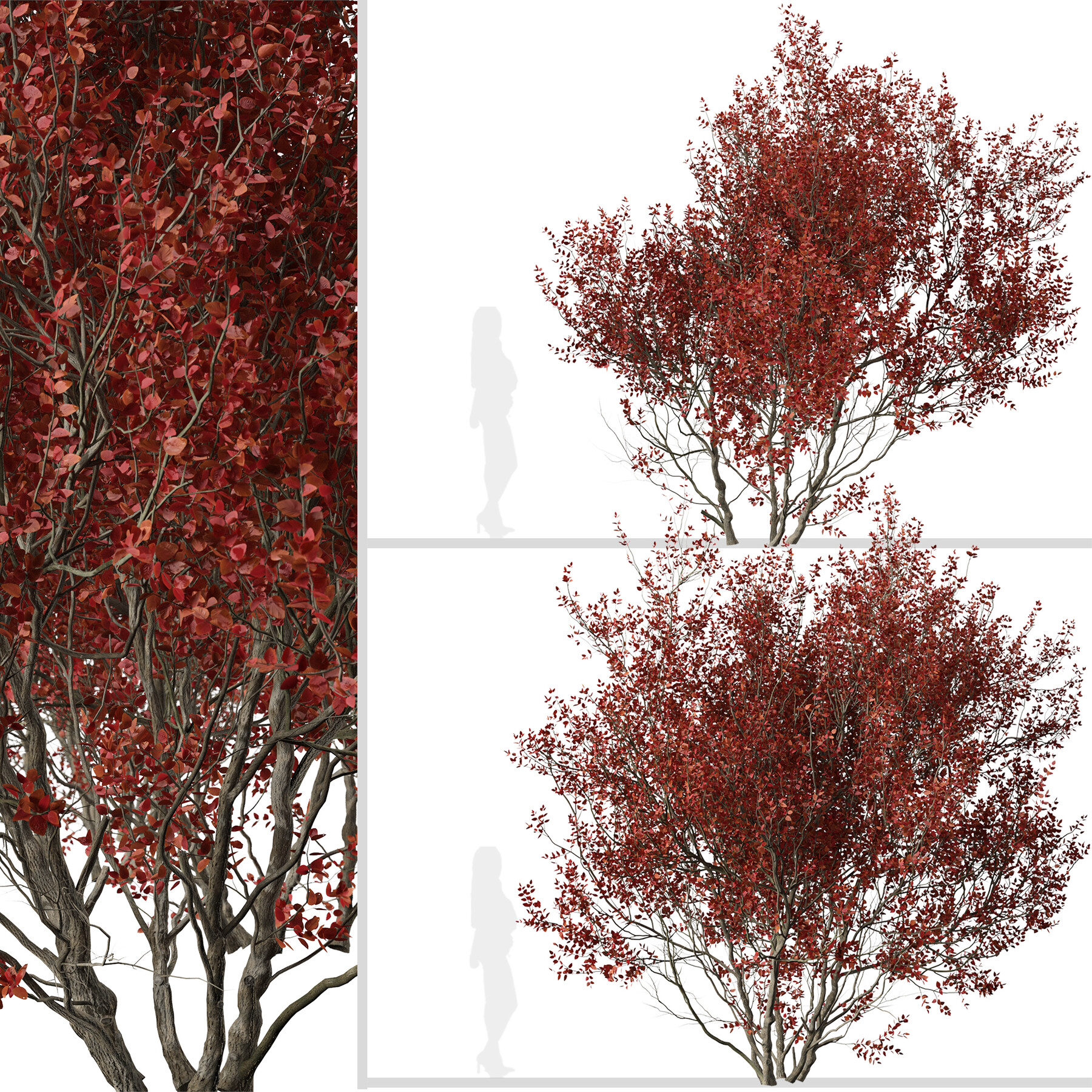 ArtStation - Set of Cotinus Grace Trees (Smoke Tree) (2 Trees) | Resources