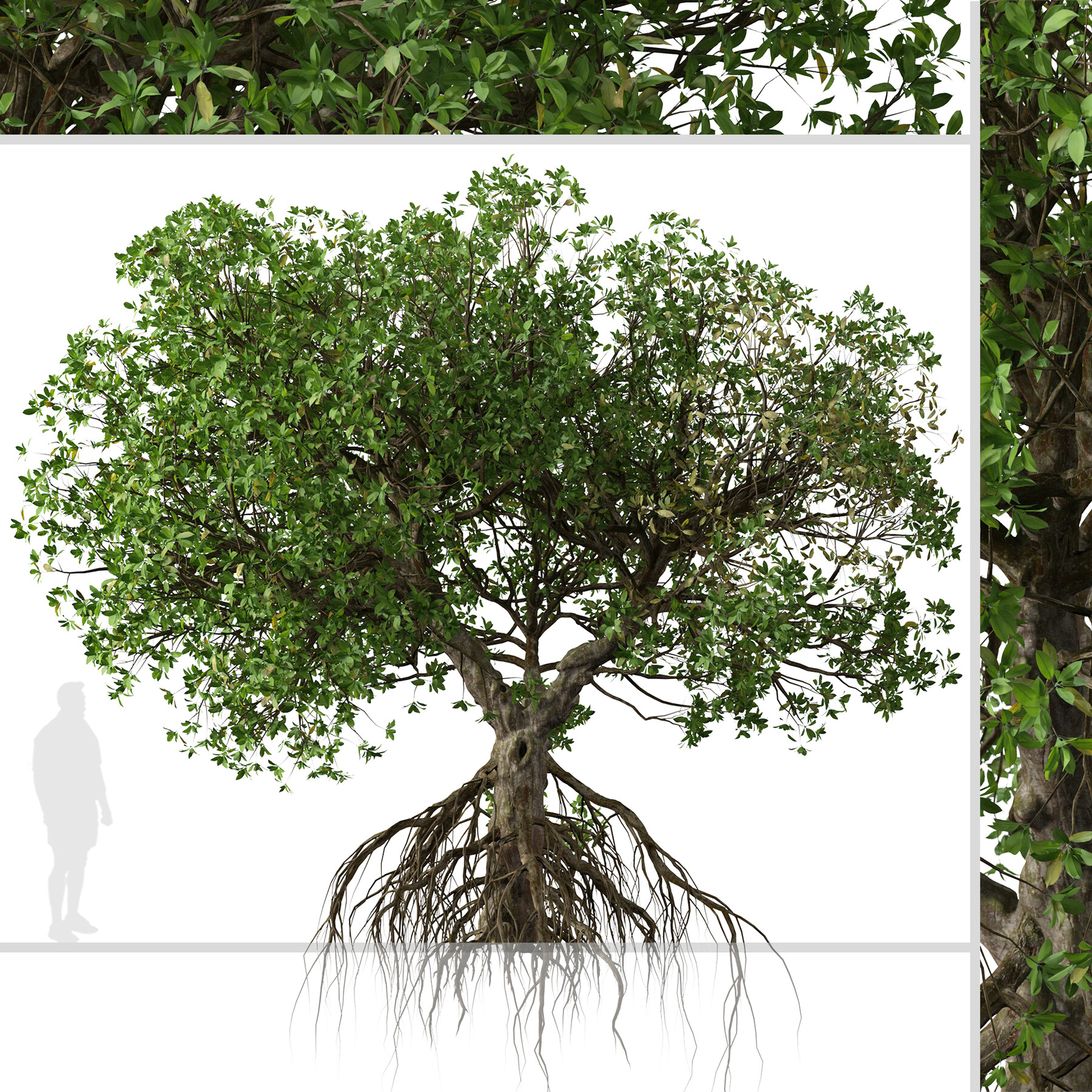 ArtStation - Set of Rhizophora apiculata Trees (Mangrove) (2 Trees ...